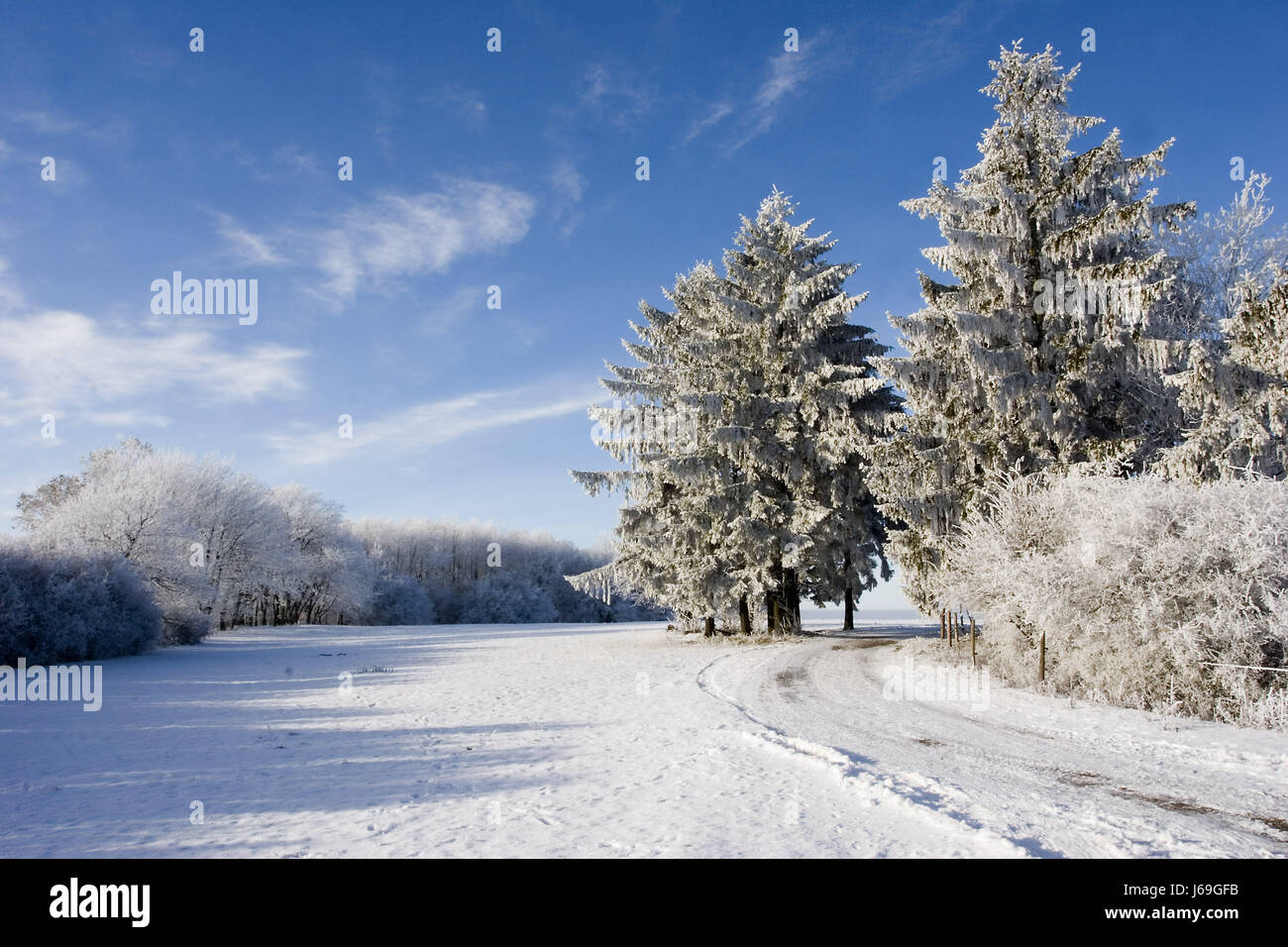 winter snow blue tree trees winter cold season path way pale bright ...