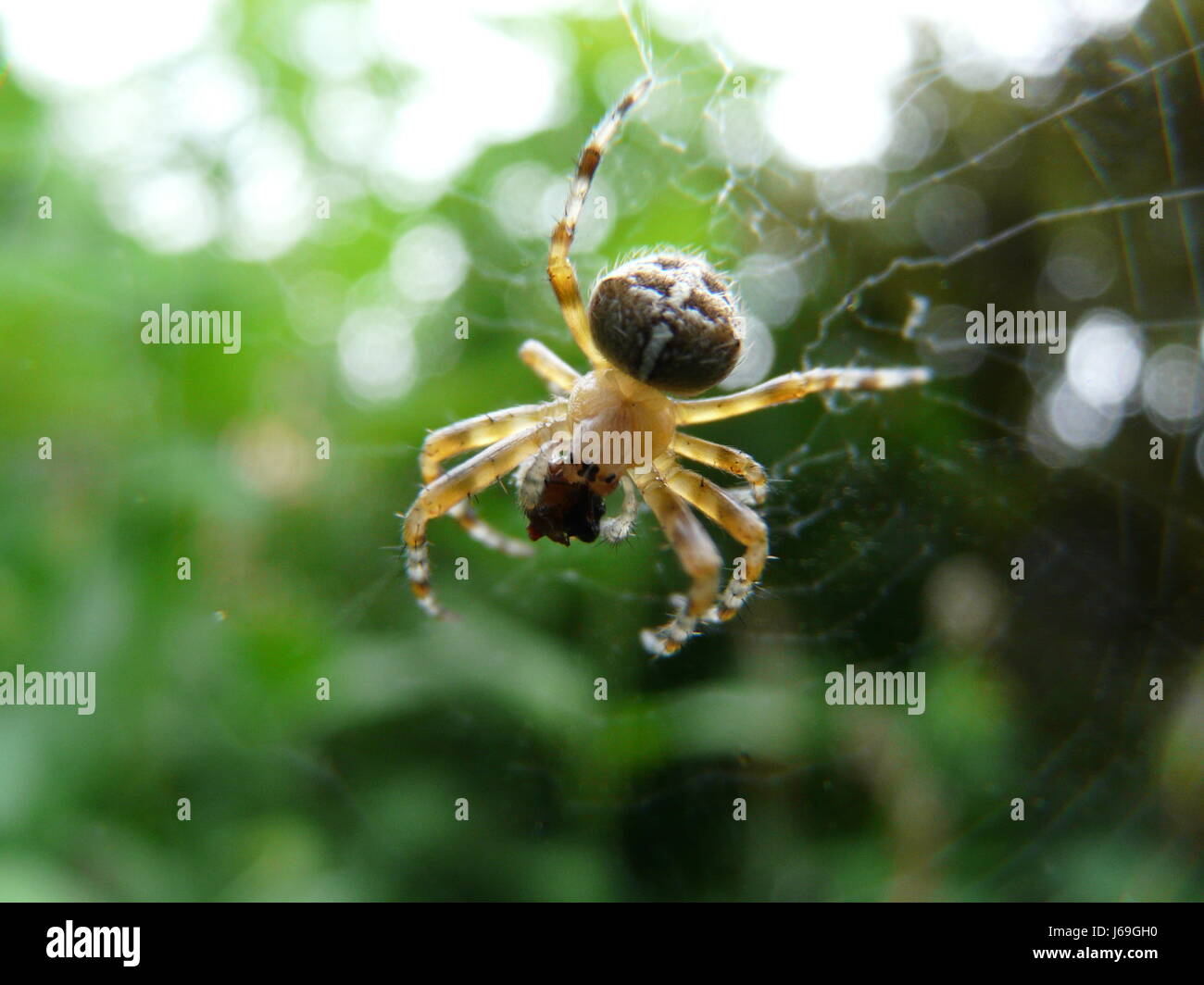 legs garden insect spider gardens net cobweb spiders web legs fodder ...