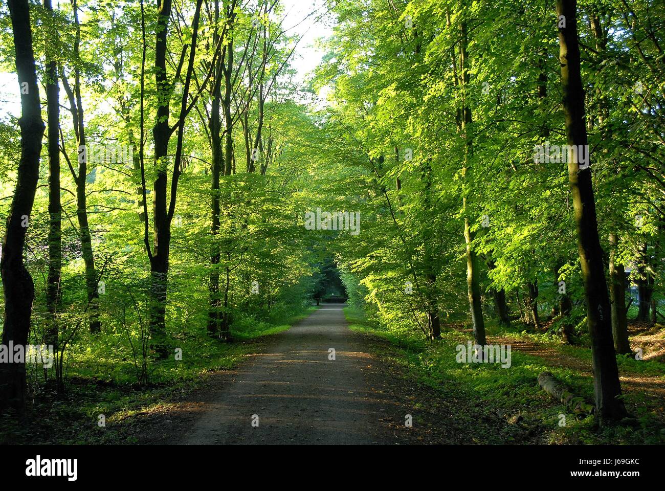 green path way forest nature tree trees green evening cycle track path ...