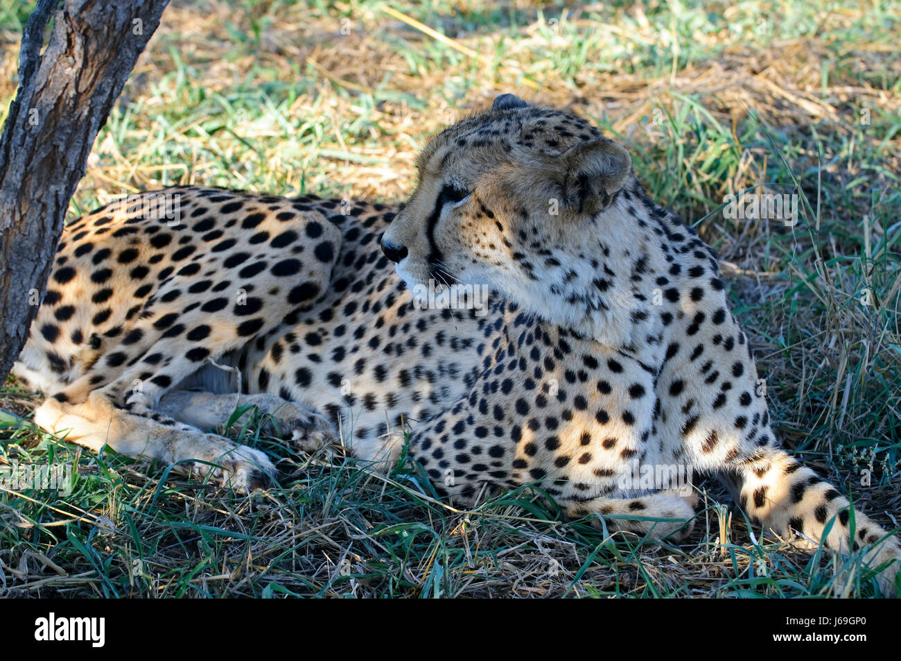 animal mammal big cat feline predator spotted cat cheetah wildcat wild ...