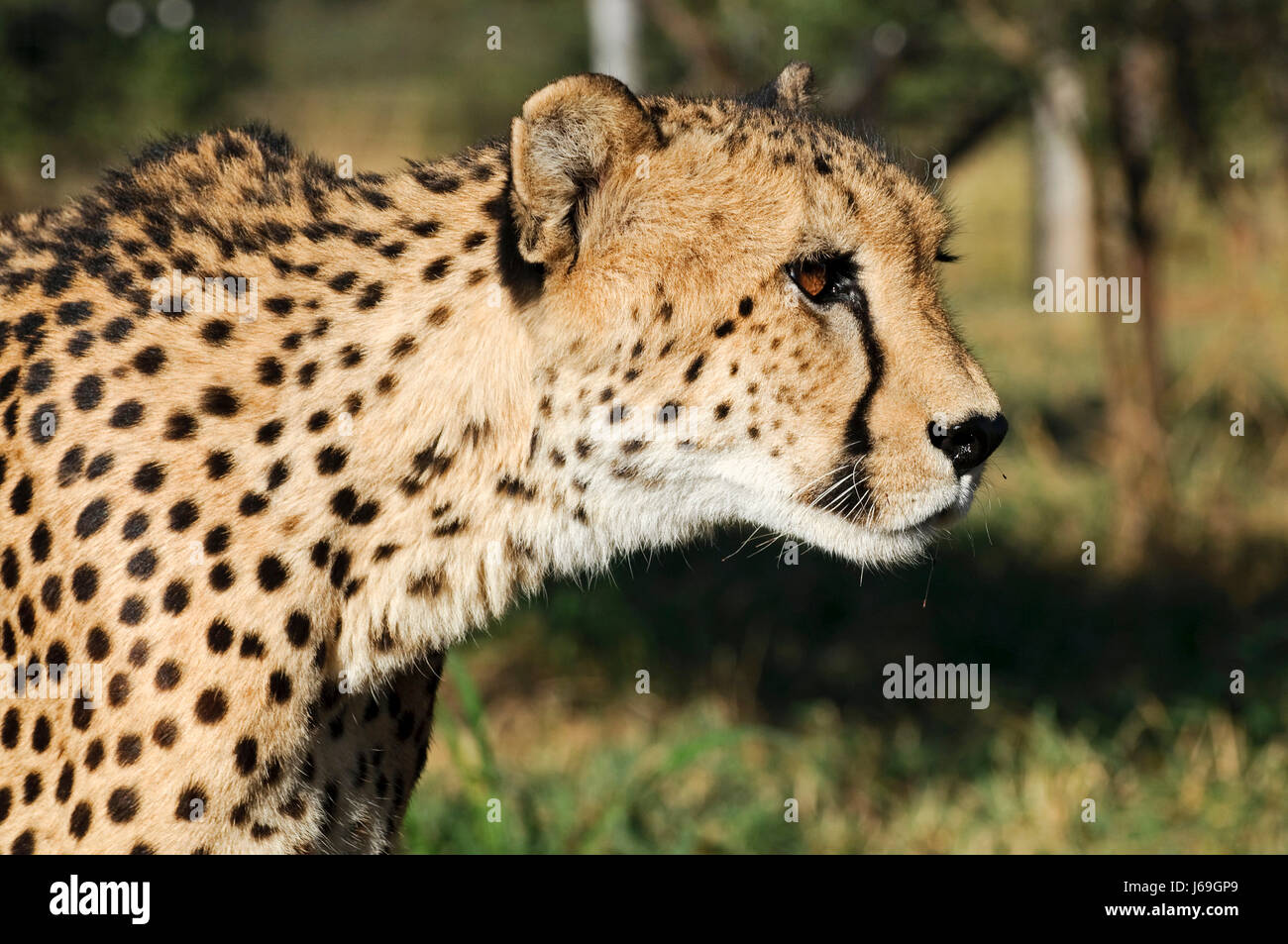 animal mammal big cat feline predator spotted cat cheetah wildcat wild ...