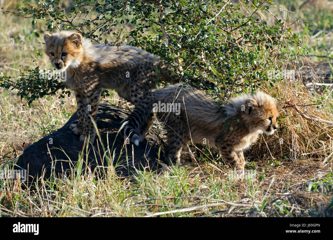 animal mammal big cat feline predator spotted cat cheetah wildcat wild ...