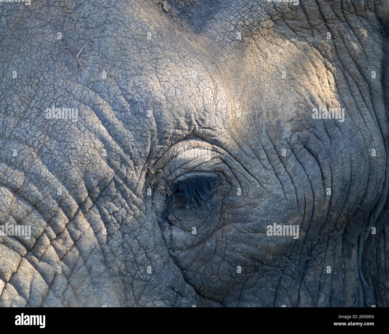 mammal africa elephant eye organ safari wild animal mammal africa ...