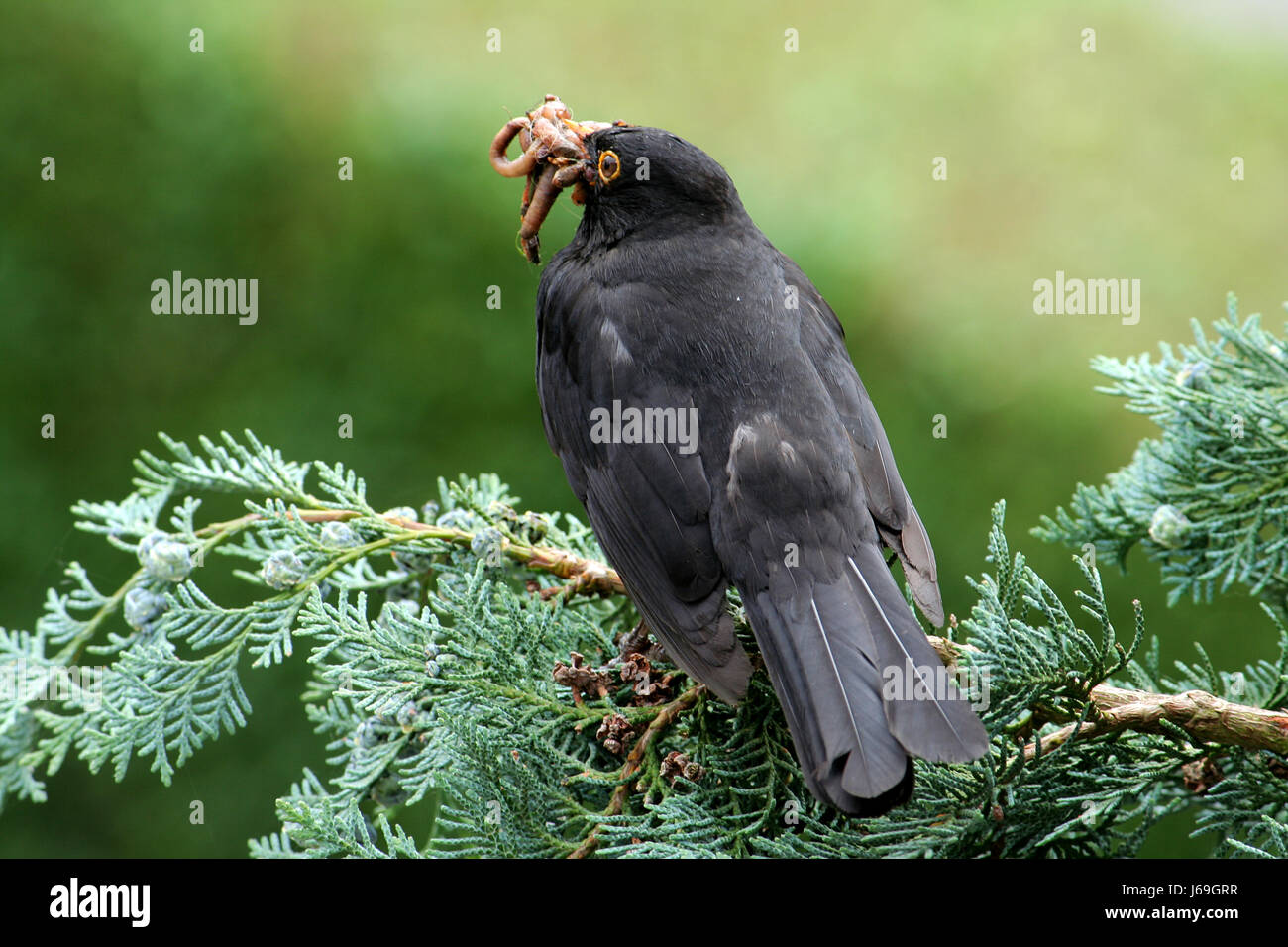 fodder tree bird birds spring prey booty blackbird worm fir fodder tree ...