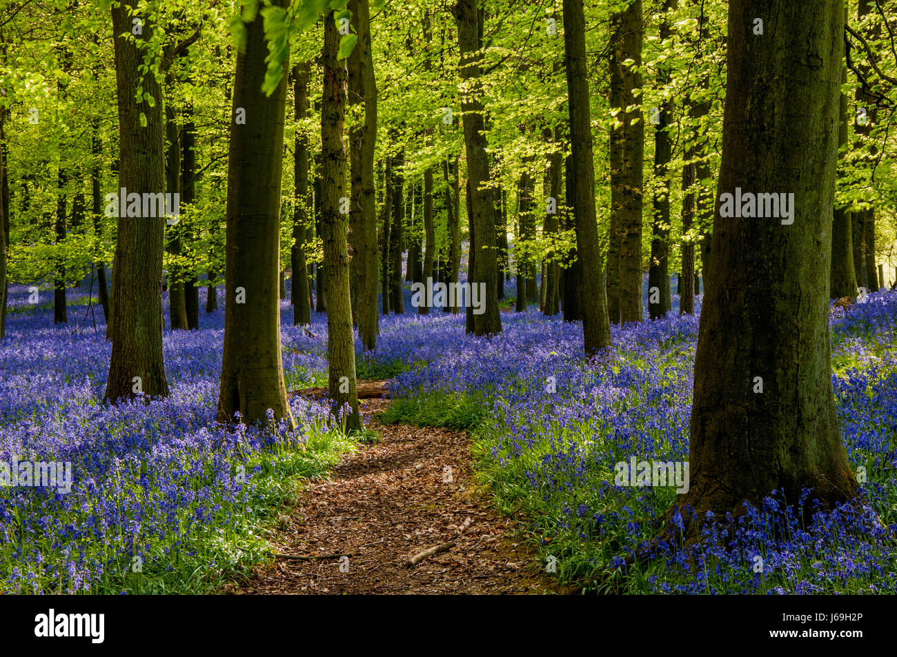 Spring Bluebells in beech woodland, Ashridge Estate England, UK, United ...