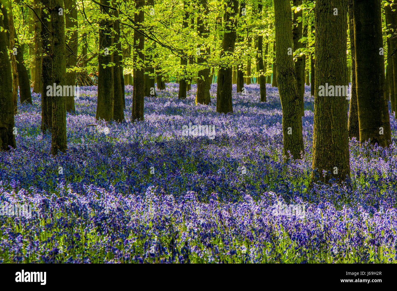 Spring Bluebells in beech woodland, Ashridge Estate England, UK, United ...