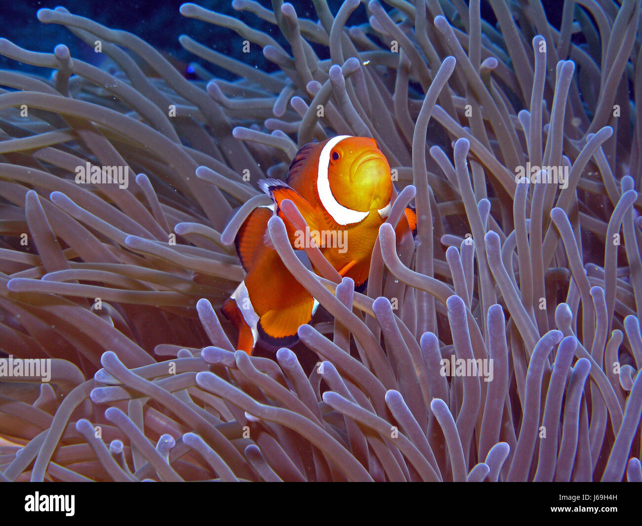 fish clown dive clown fish anemone beautiful beauteously nice blank ...