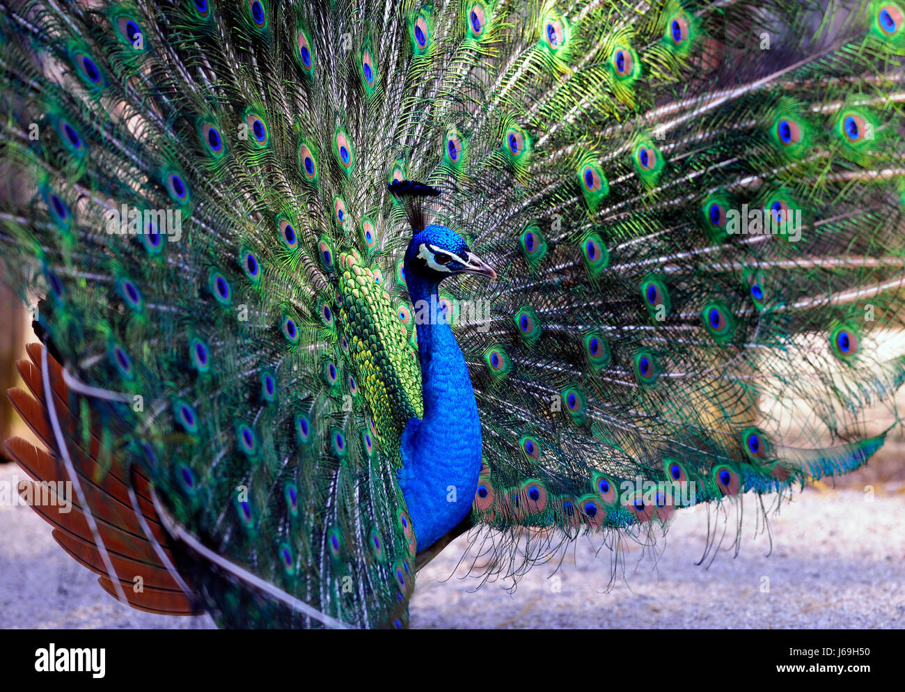 Oberschwanzdeckfedern hi-res stock photography and images - Alamy