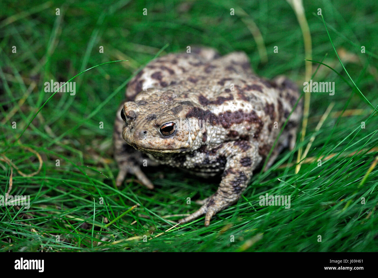 Quack hi-res stock photography and images - Alamy