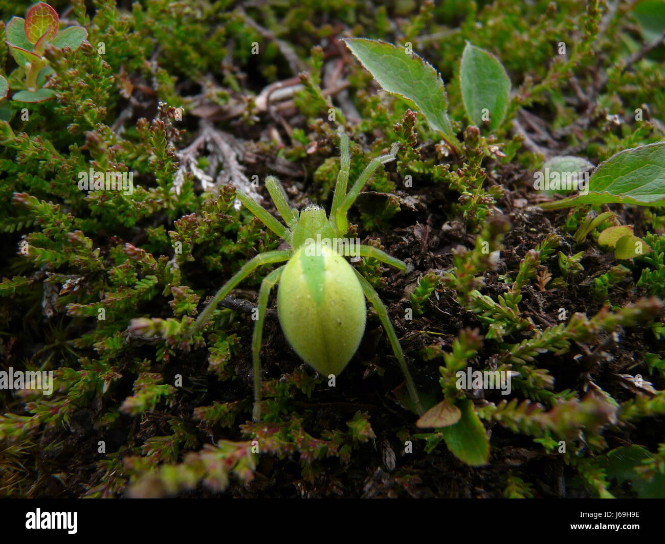 Gross spider hi-res stock photography and images - Alamy