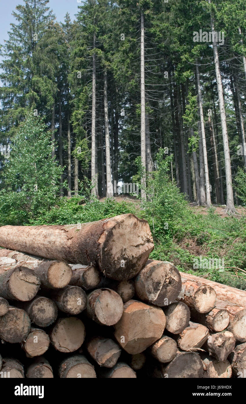 tree trees timber logging forestry logs environment tree trees wood ...