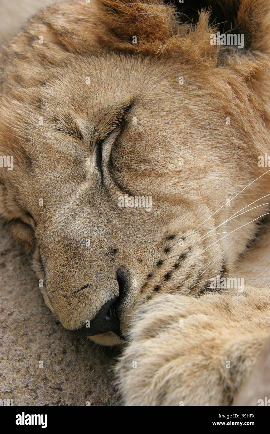 big large enormous extreme powerful imposing immense relevant animal ...