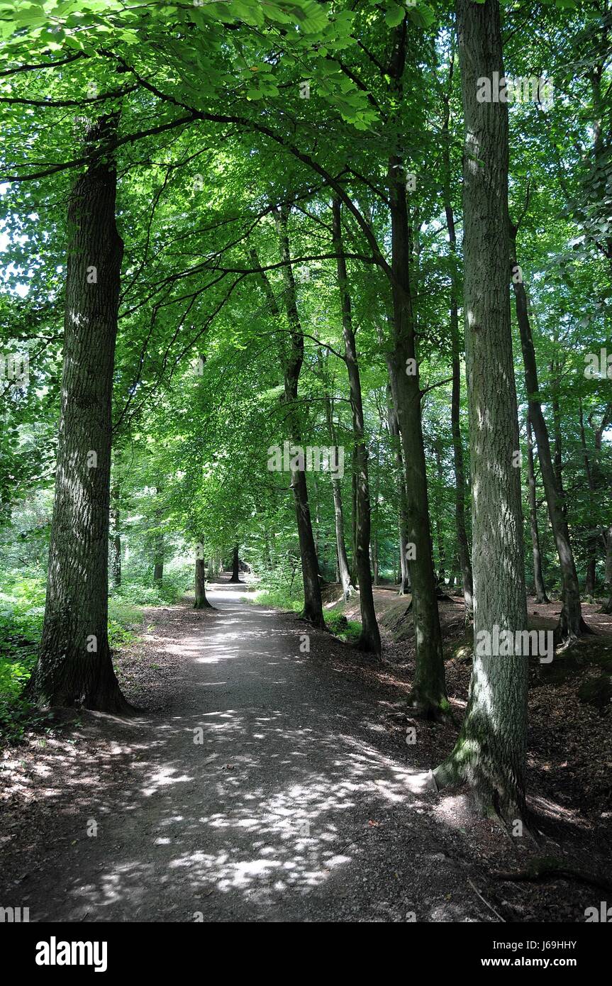 tree trees path way forest nature tree trees cycle track path way ...