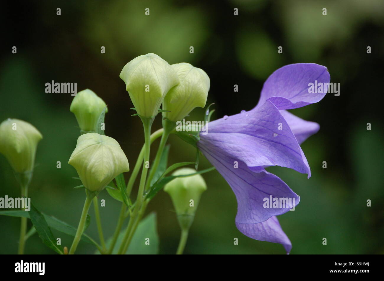 bloom blossom flourish flourishing plant flower flowers summer summerly shrub Stock Photo - Alamy
