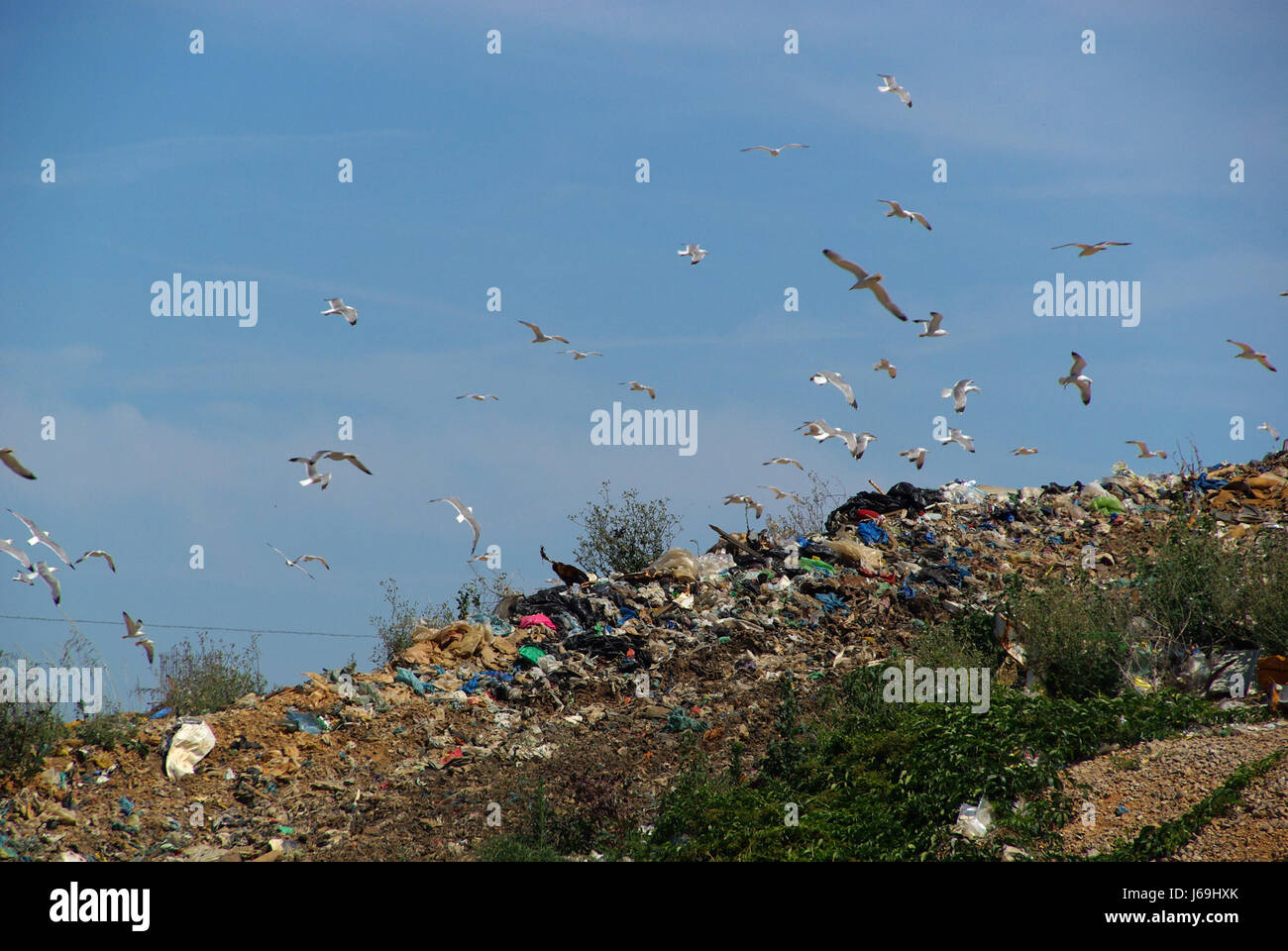 bird birds trash mull refuse rubbish tip landfill waste dump seagull ...