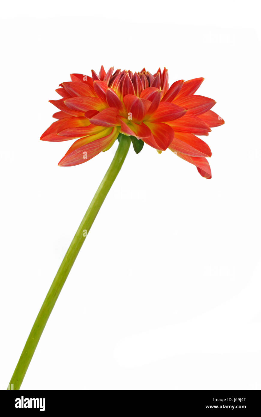 flower plant stalk dahlia stem summer flower bloom blossom flourish ...