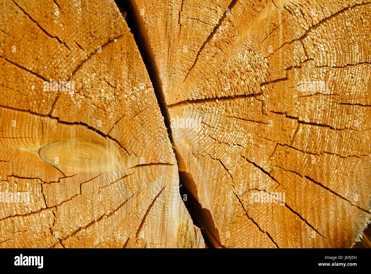 tree wood trunk firewood annual rings tree wood trunk environmental ...