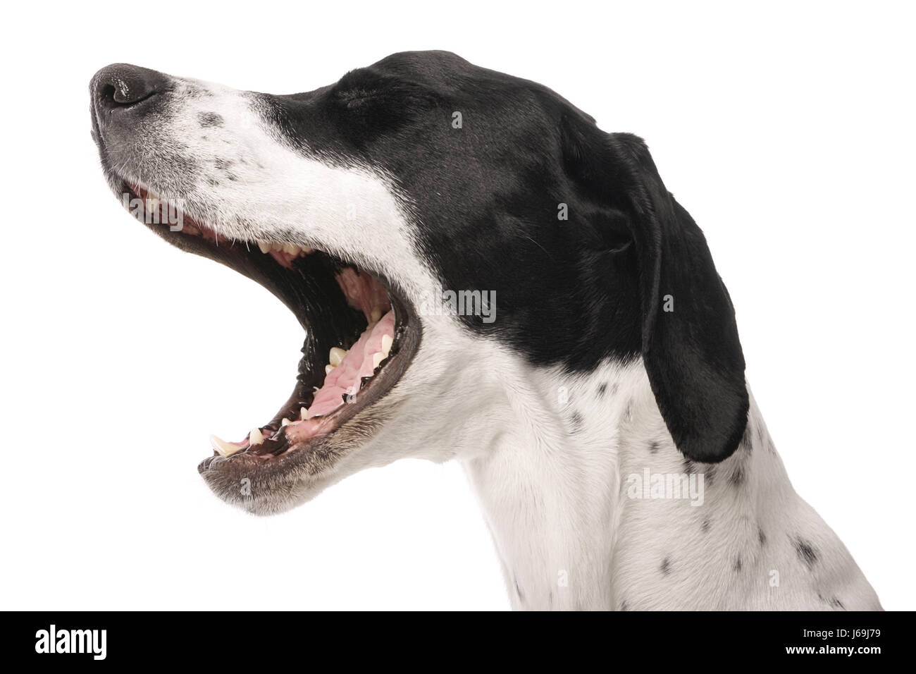 teeth pointer dog nose yawning singing spots profile portrait black ...