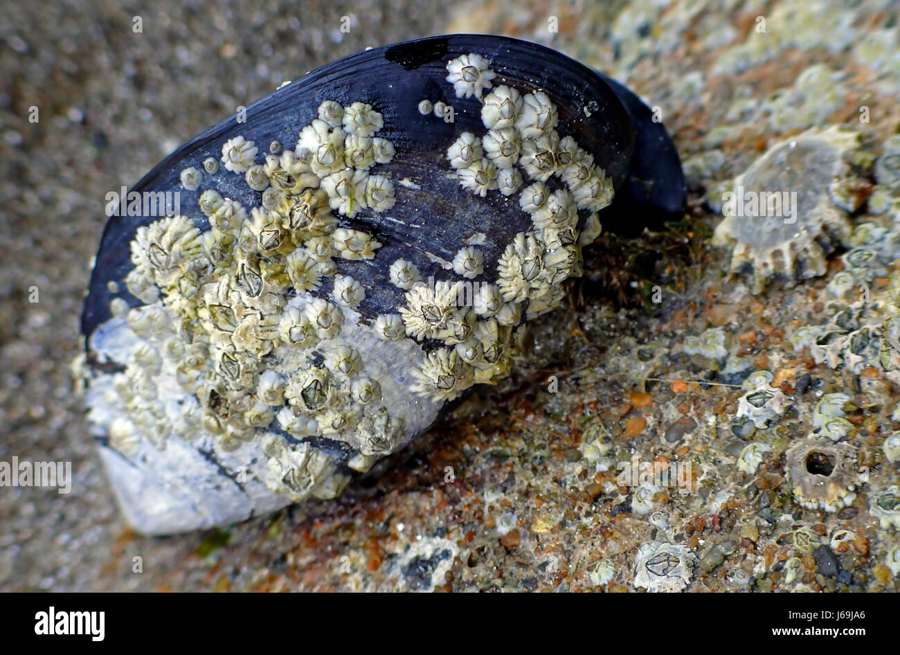 Byssus High Resolution Stock Photography and Images - Alamy