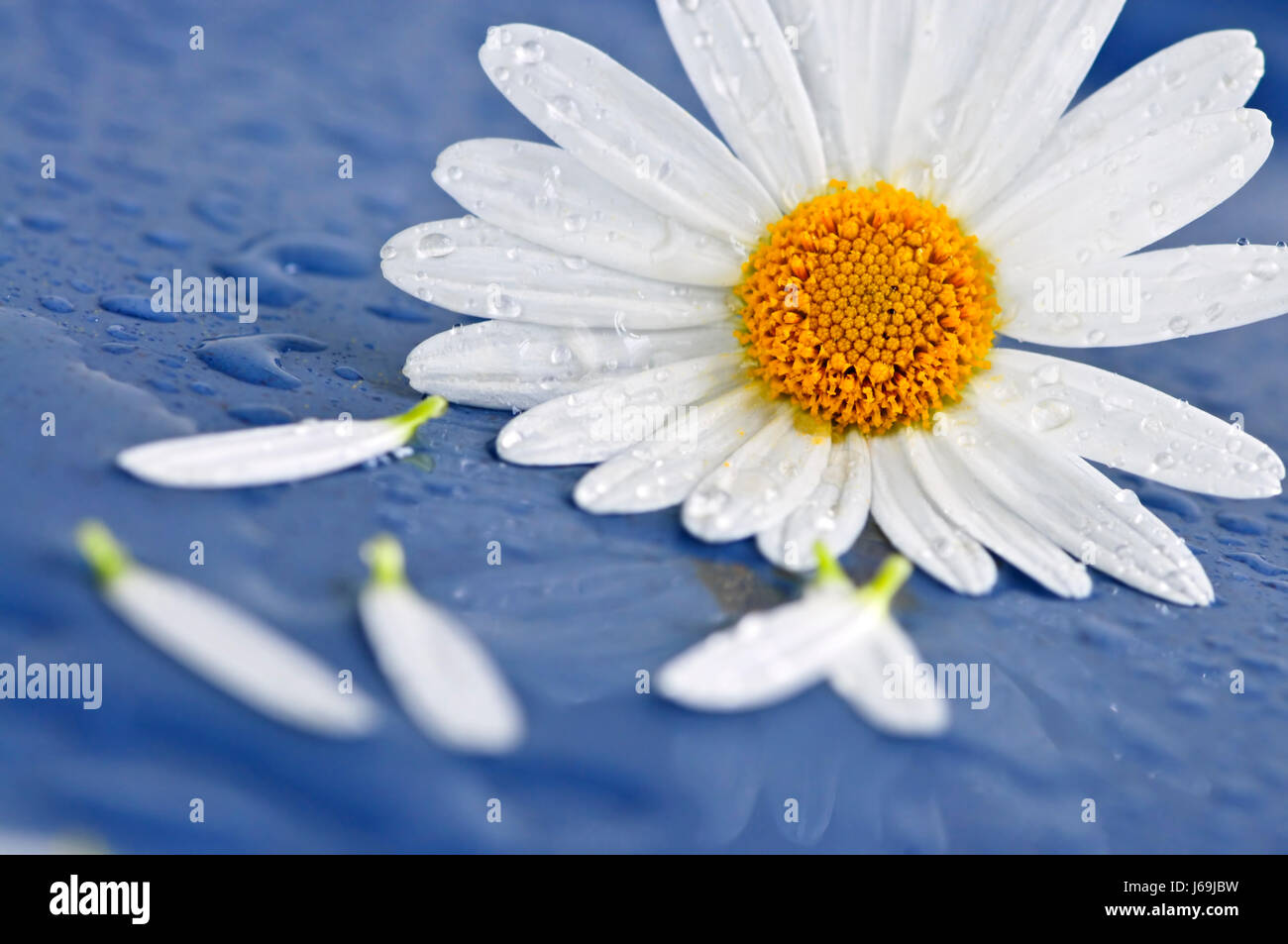 flower plant wet dew petals daisy bathing resort spa mineral spring ...