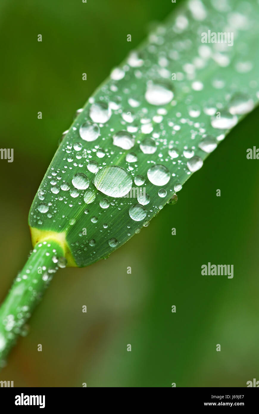wet dew blade rain meadow grass lawn green water drop drip drops ...