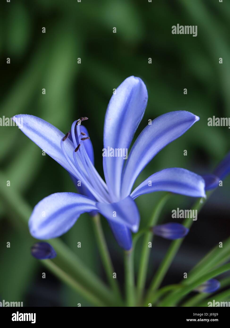 blue bloom blossom flourish flourishing stamen blue flower plant bloom ...