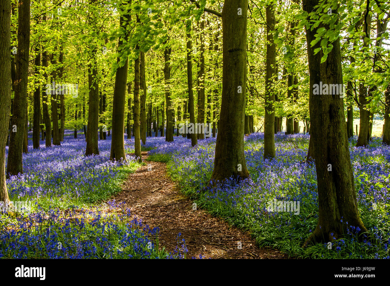 Spring Bluebells in beech woodland, Ashridge Estate England, UK, United ...