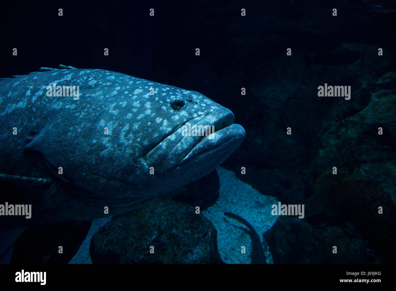 Harsh fish underwater fish pisces hi-res stock photography and images ...
