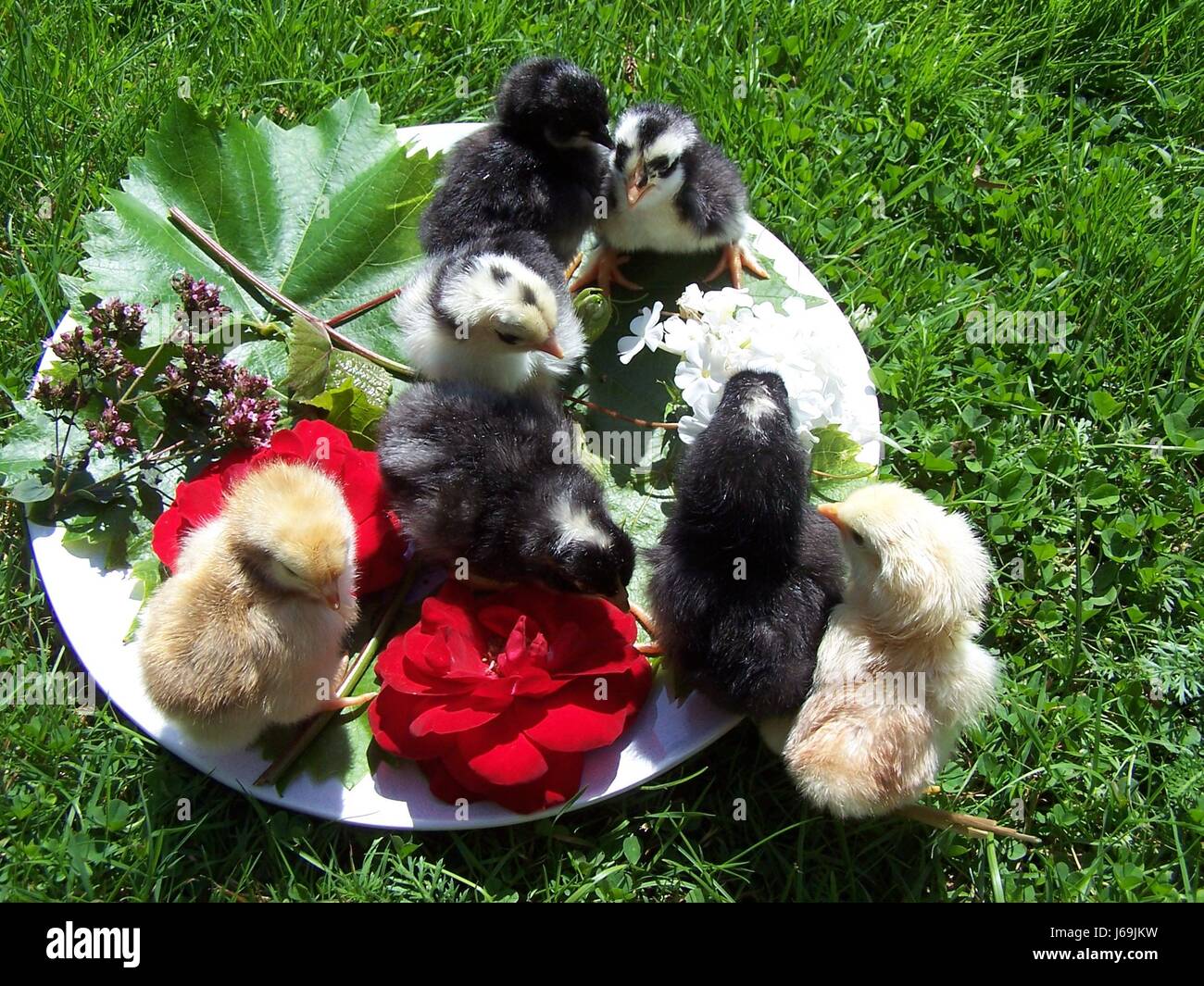 animals roses chick chickens hens nature beautiful beauteously nice ...