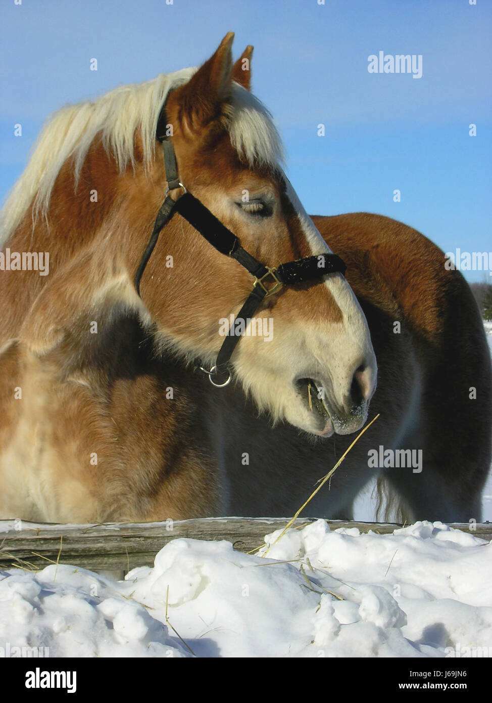 horse winter animal agriculture farming snow coke cocaine material drug ...
