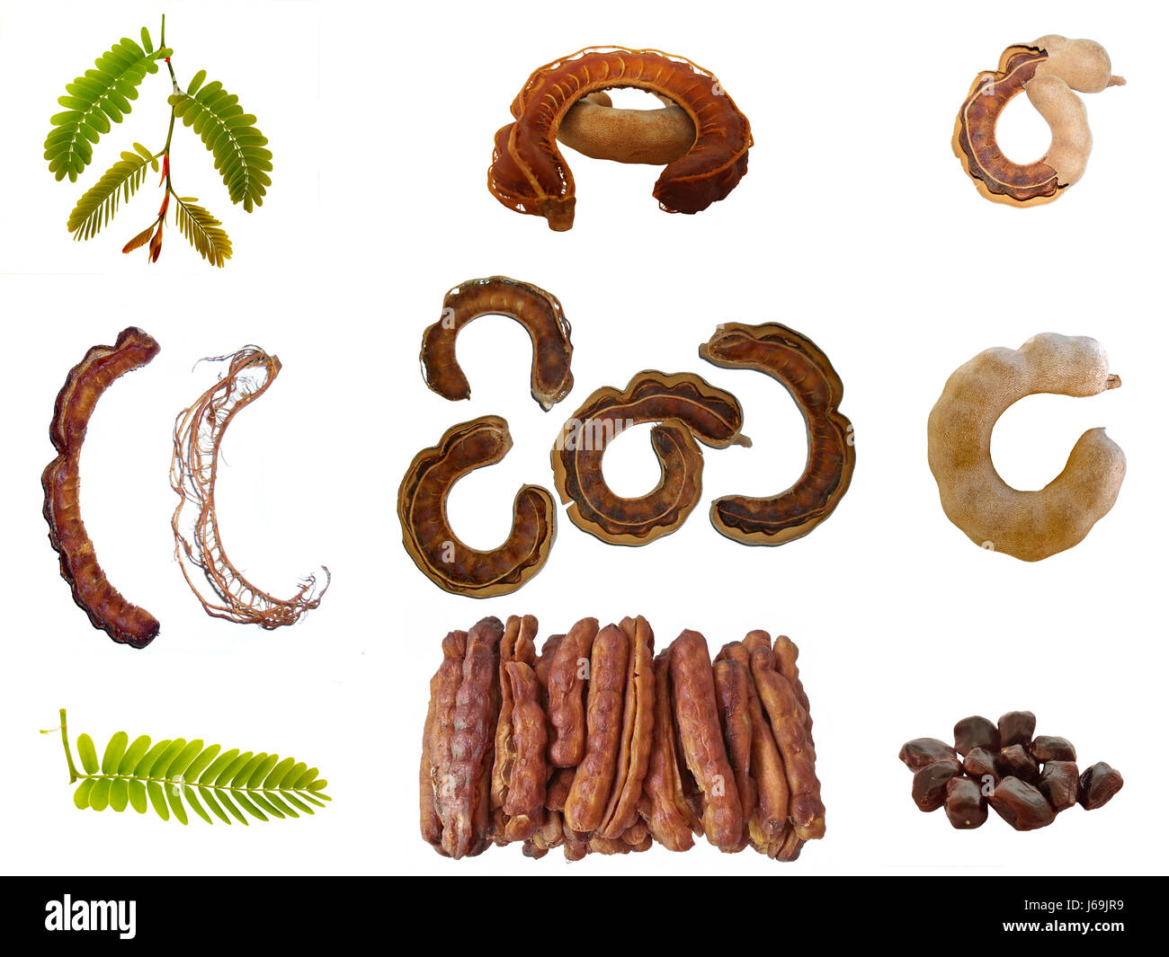 Tamarind leaves isolated on white background. Green tamarind leaves is ...