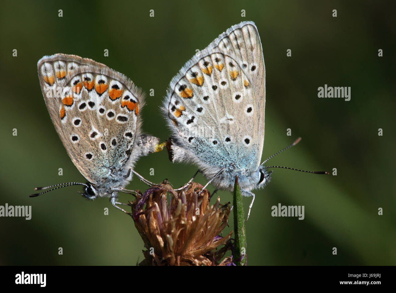 mating mate butterfly wedding marriage marriage ceremony wedding ...