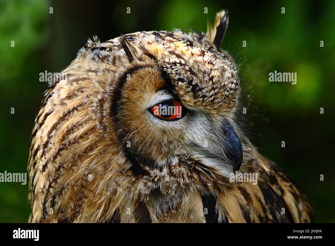 night nighttime hunter eyes raptor forest nature night nighttime hunter ...