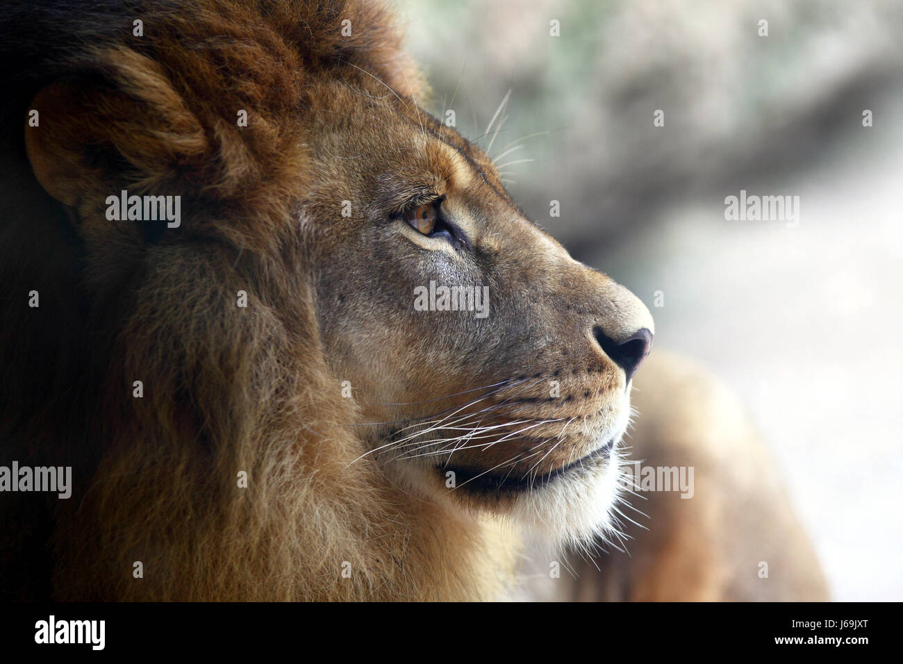 animal lion cat big cat feline predator ruler power leader captain ...