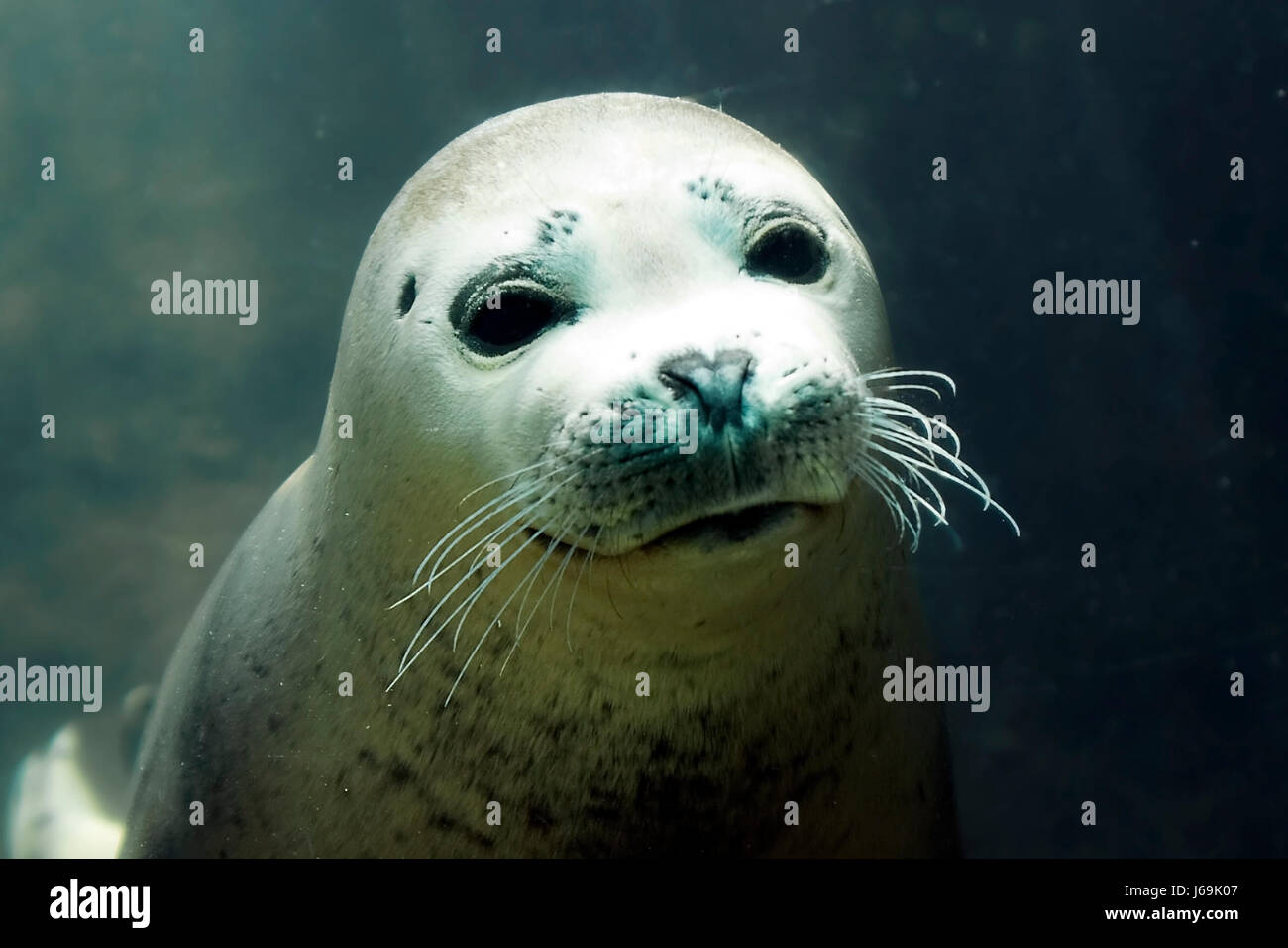 mammal seal mammal curious nosey nosy playful faithful predator seal ...