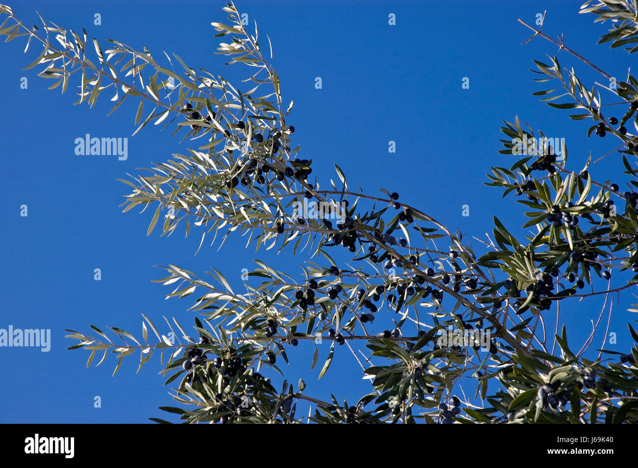 leaf closeup branch fruit evergreen olive bunch firmament sky blue leaf ...