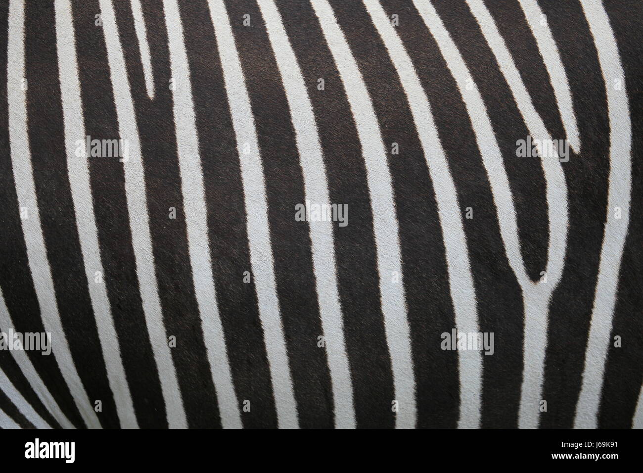 animal zebra zebra crossing backdrop background stripes stripe animal ...