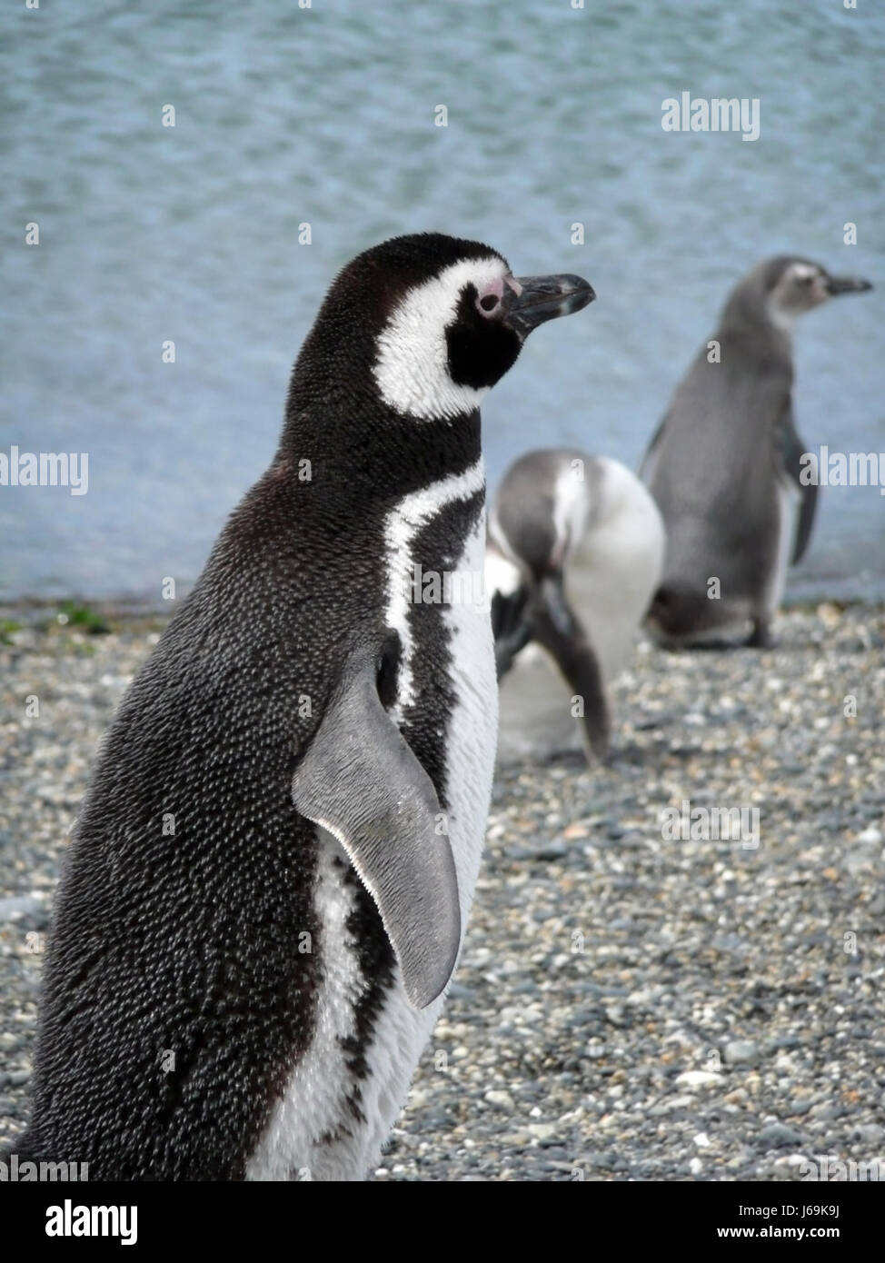 antarctic black swarthy jetblack deep black argentina penguin chile ...