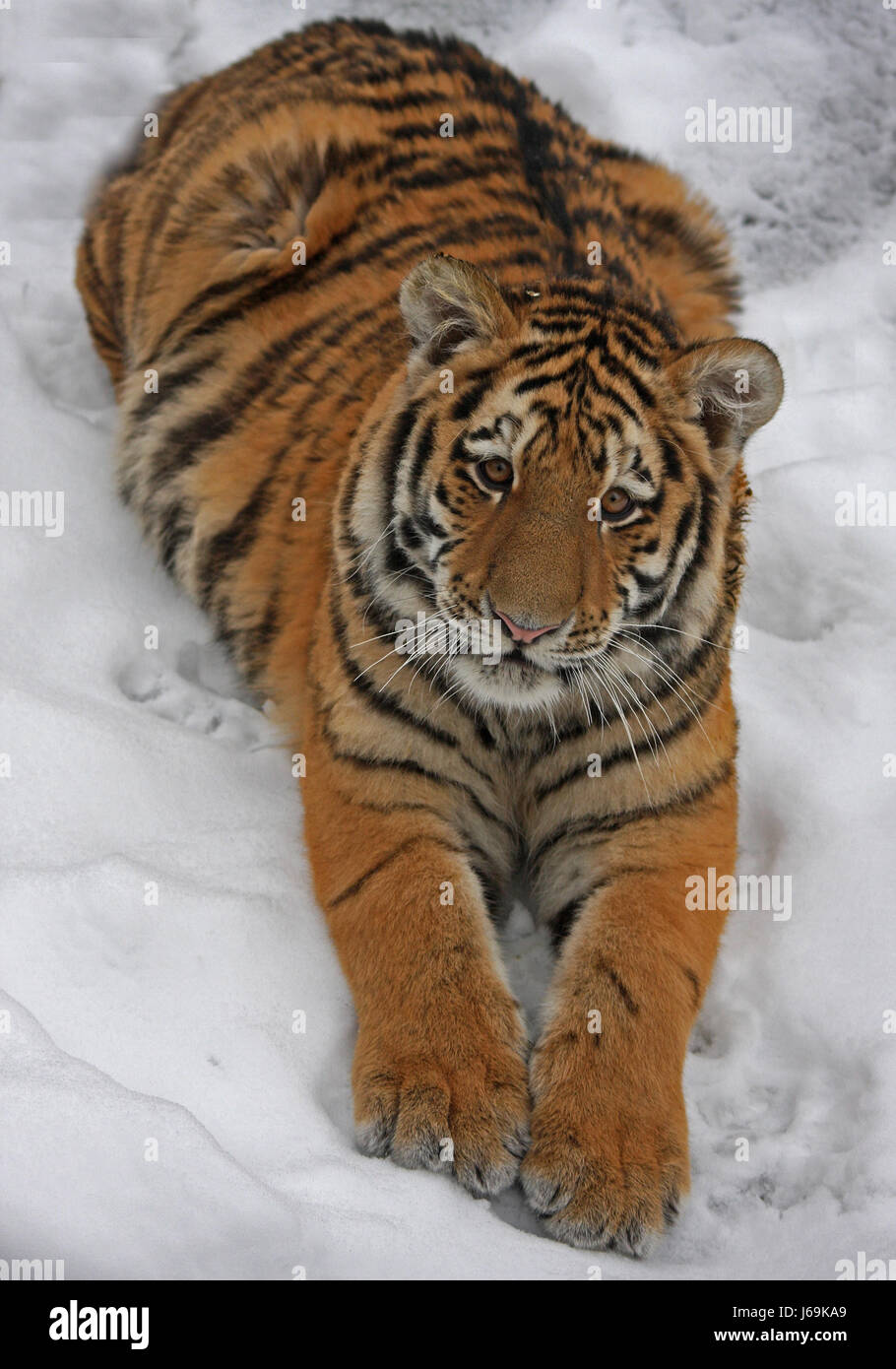 tiger child in the snow Stock Photo - Alamy