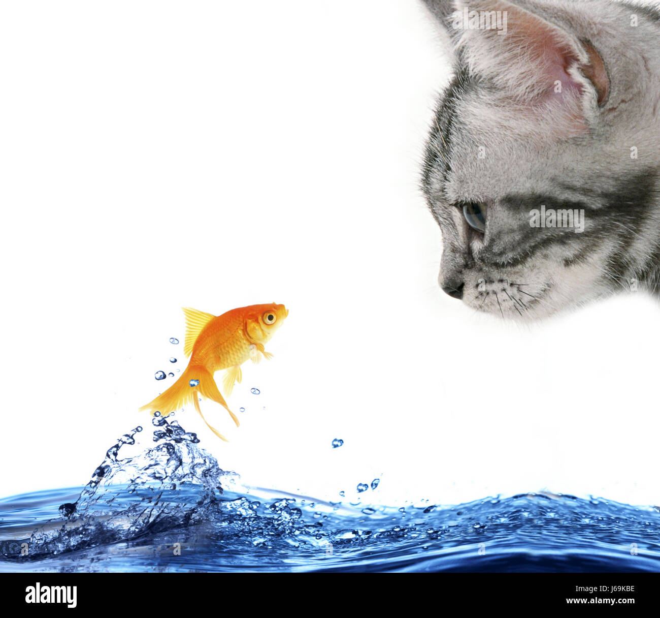 Small cat fish hi-res stock photography and images - Alamy