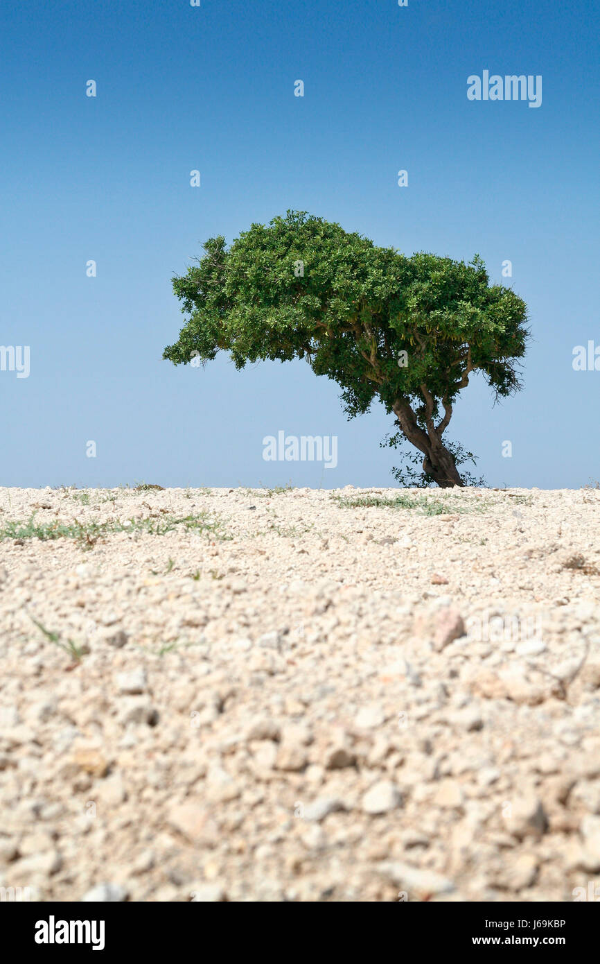 tree greek drought solitary dry dried up barren olive alone lonely blue ...