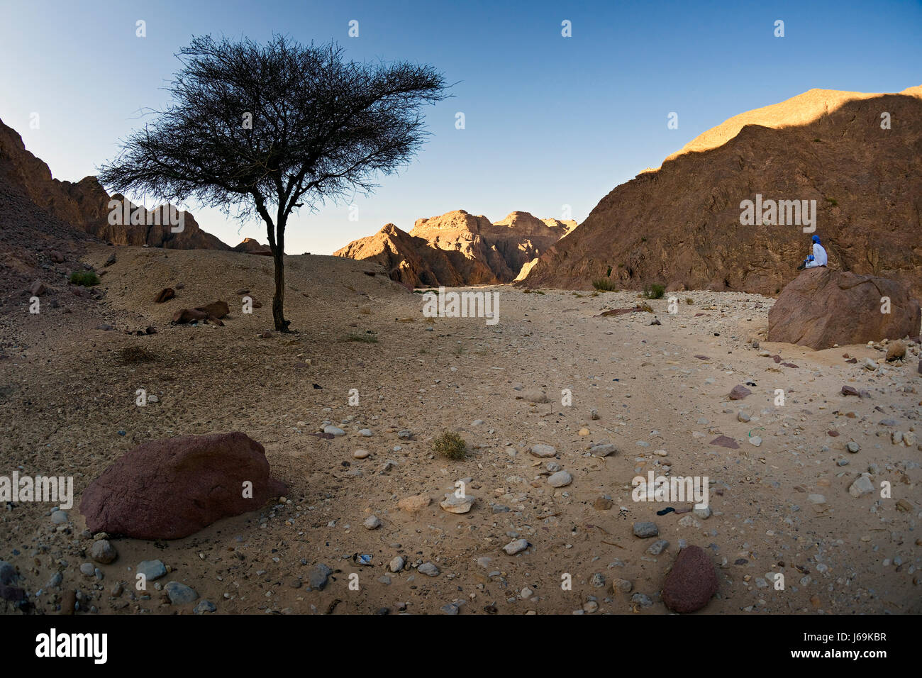 Acacia tree sinai desert egypt hi-res stock photography and images - Alamy