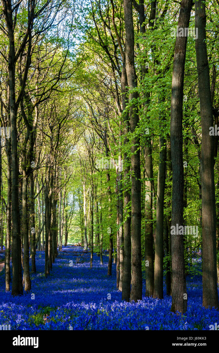 Ashridge buckinghamshire hi-res stock photography and images - Alamy
