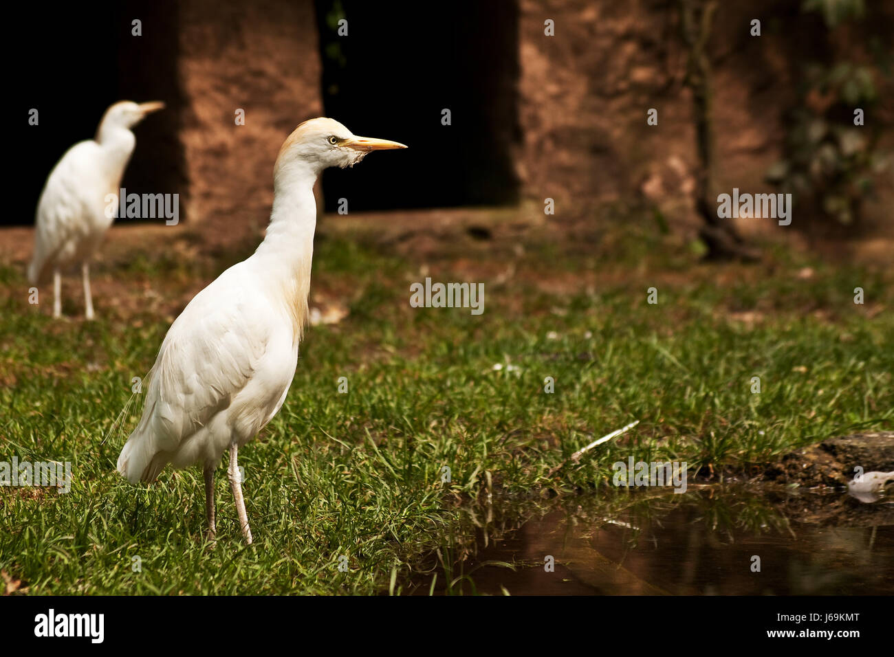 bird portrait birds look glancing see view looking peeking looking at ...