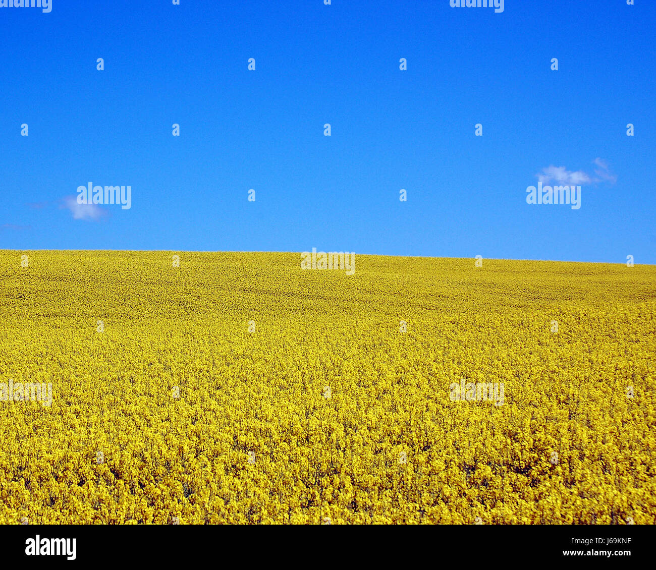 rape field in northern germany Stock Photo - Alamy