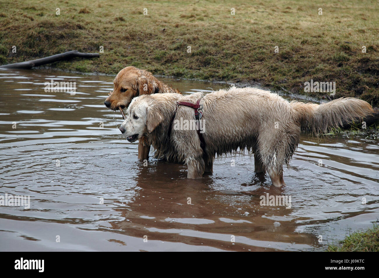 dog dogs mud bitch male dog more retriever game tournament play playing ...