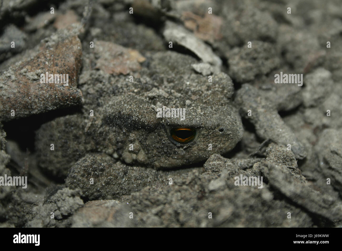 amphibian invisible camouflage hidden toad masked globe planet earth ...