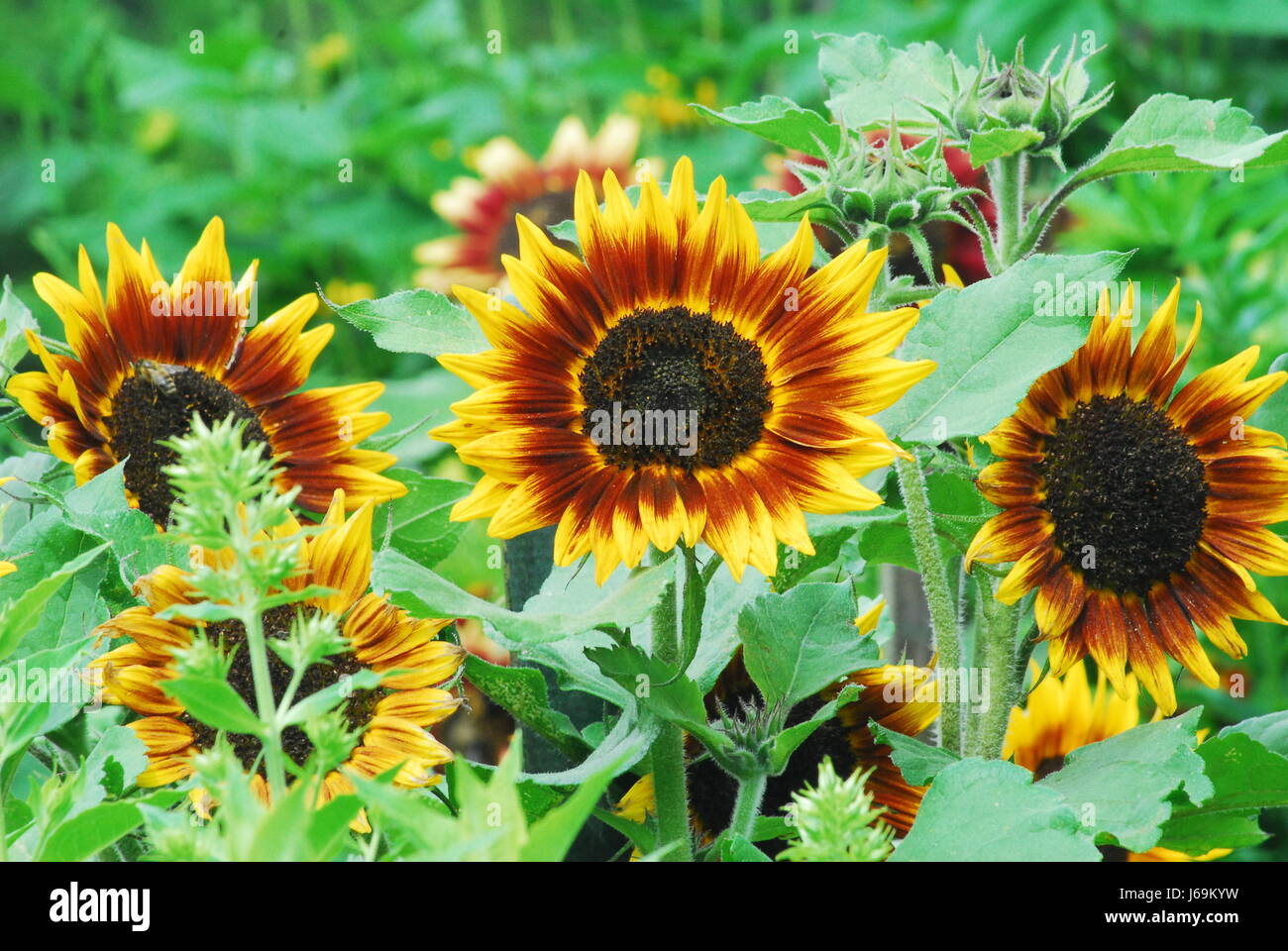 flower plant wild sunflowers fiery intensely intensive shine shines ...