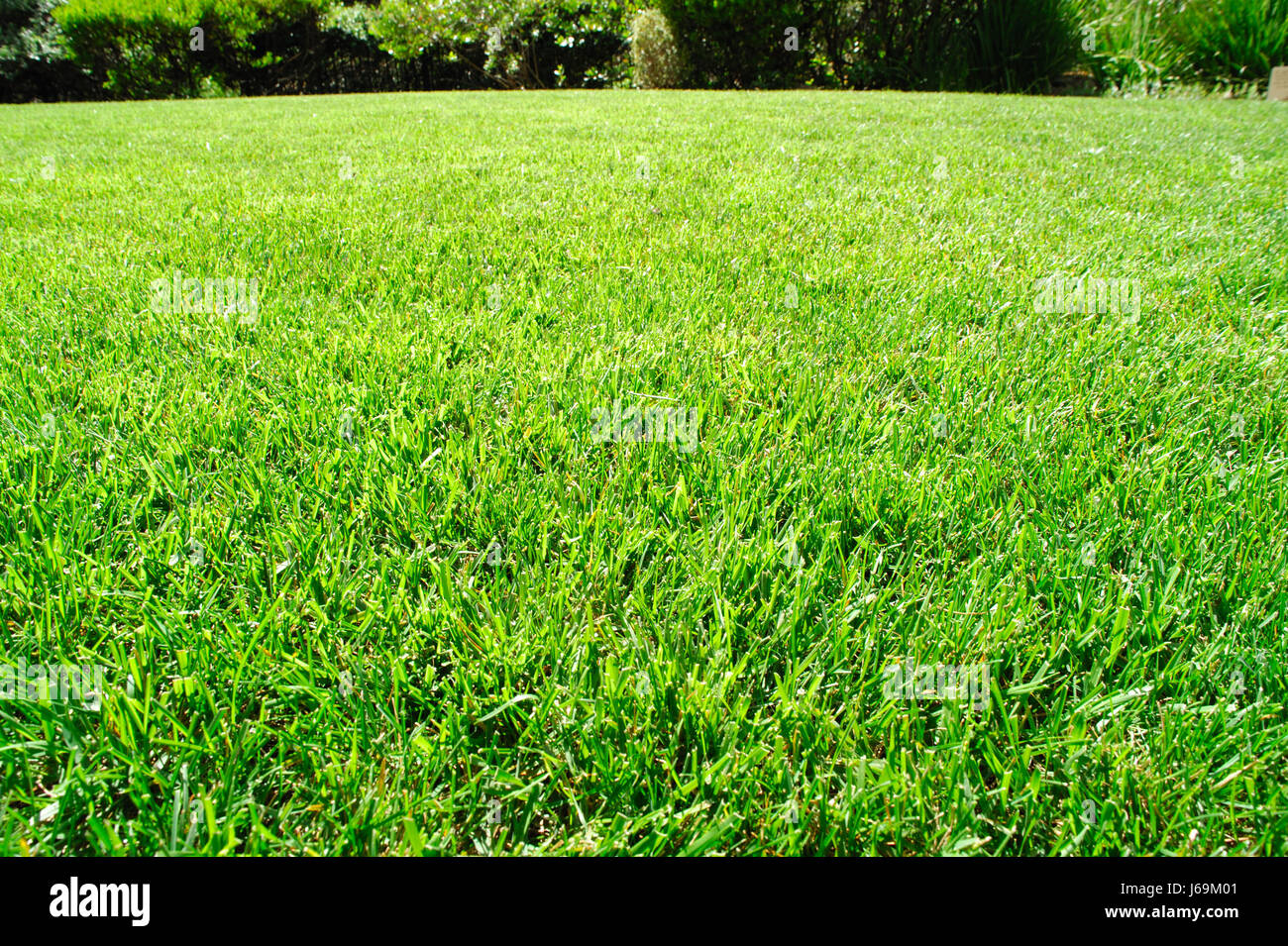 garden meadow grass lawn green backdrop background nature beautiful ...