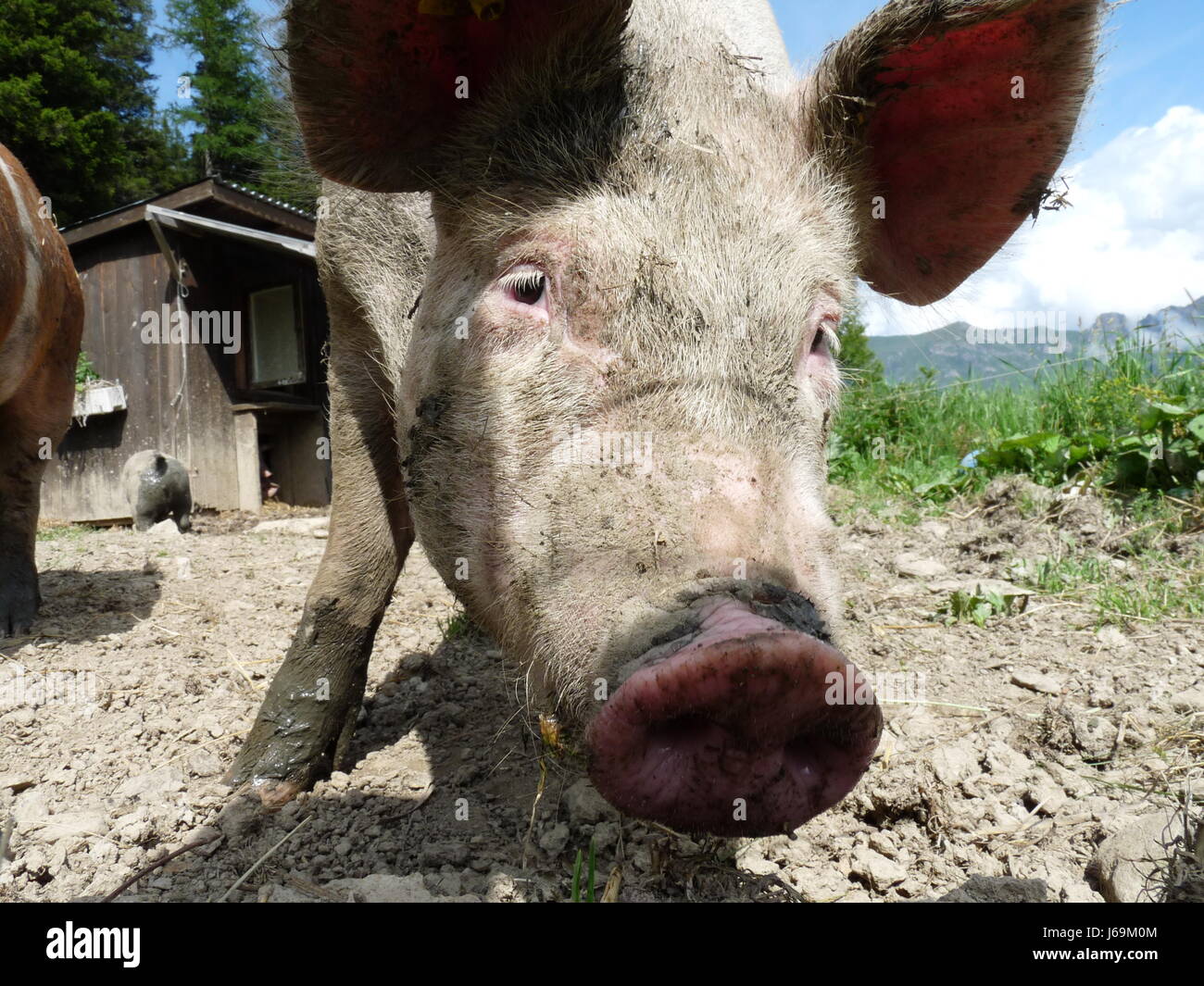 macro close-up macro admission close up view animal farm proboscis boar ...
